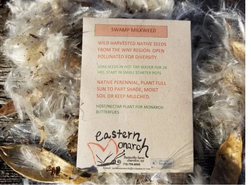 Swamp Milkweed – Seed Packet – Windham County Natural Resources ...
